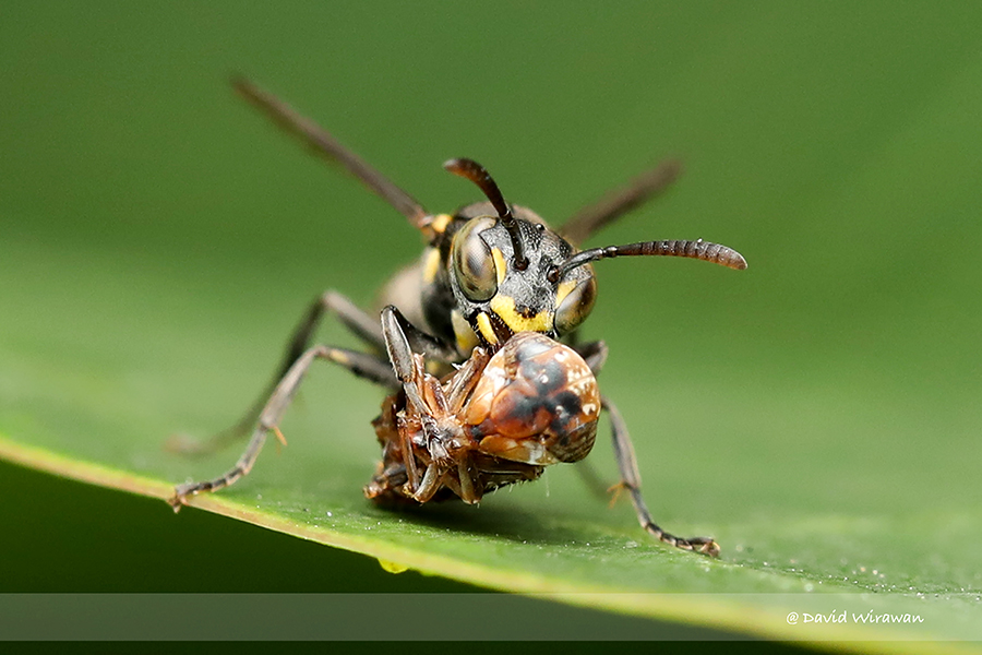 Paper Wasp - Ropalidia timida - Singapore Geographic