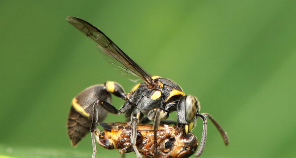 Bee - Wasp - Hornet Archives - Page 2 of 5 - Singapore Geographic