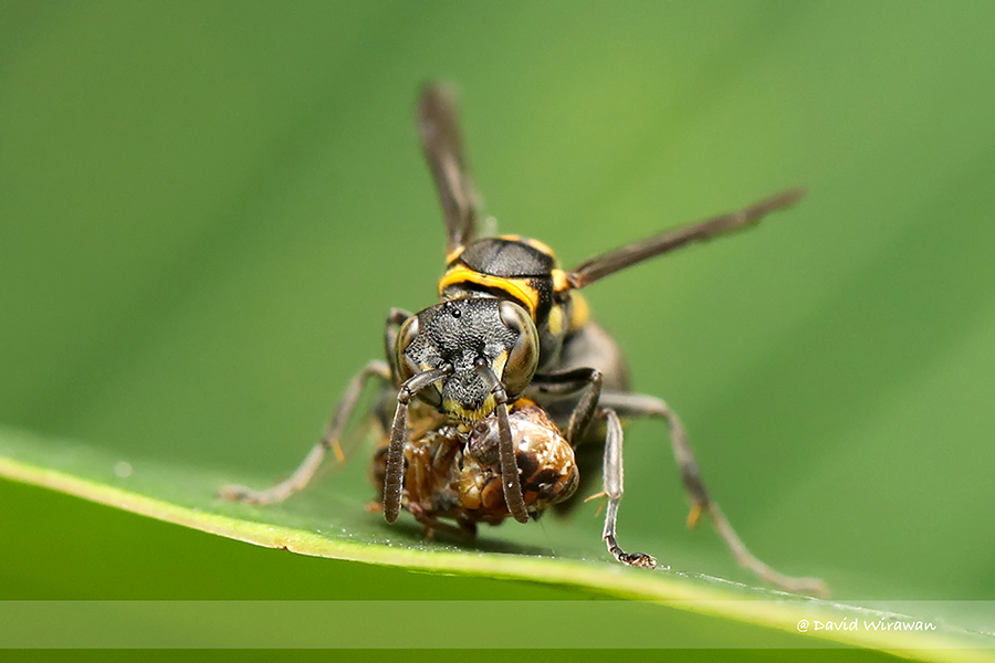 Paper Wasp - Ropalidia timida - Singapore Geographic