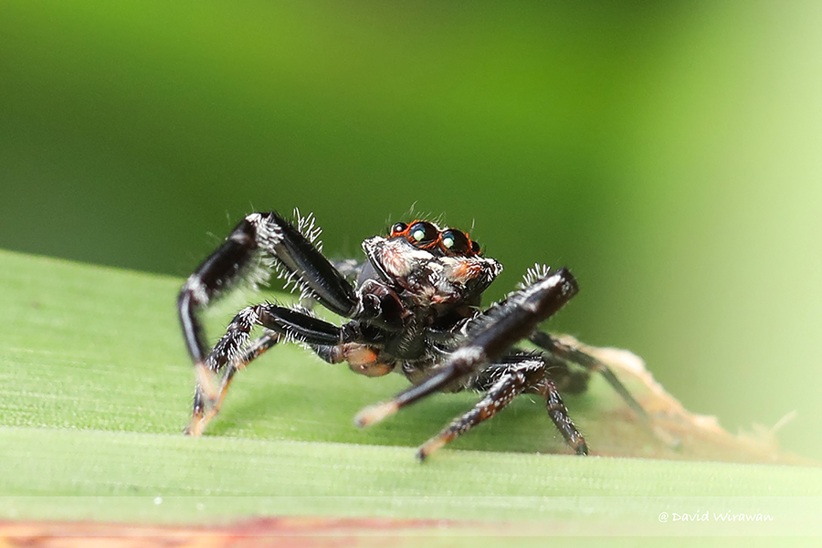 Six-spotted Jumping Spider - Singapore Geographic