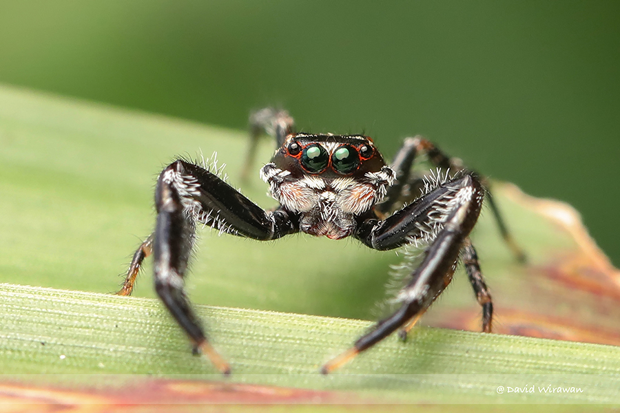 Six-spotted Jumping Spider - Singapore Geographic