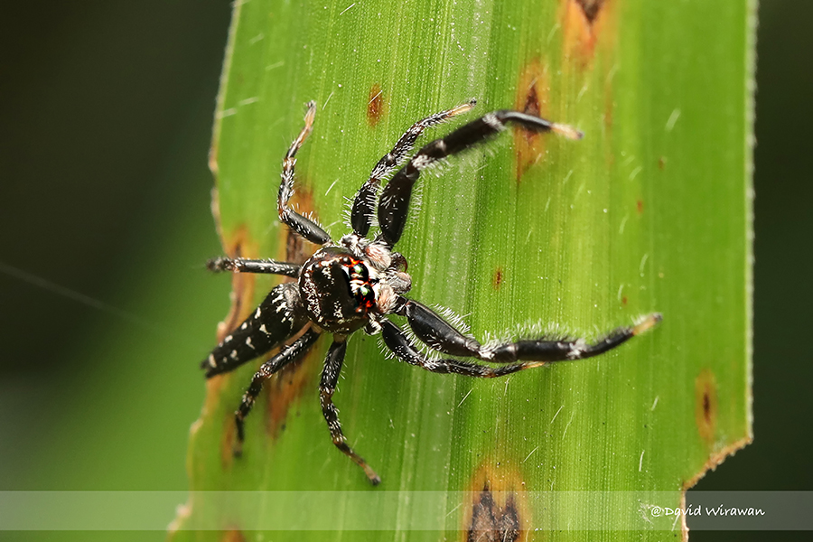 Six-spotted Jumping Spider - Singapore Geographic