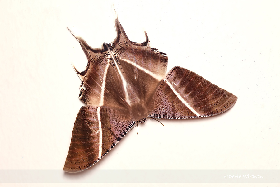 Tropical Swallowtail Moth - Singapore Geographic