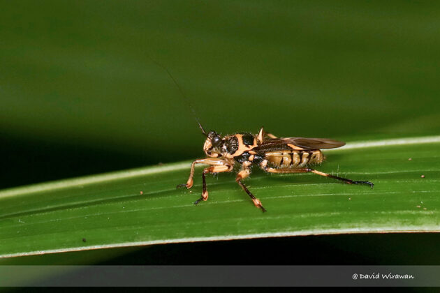 The assassin bug - Inara flavopicta - Singapore Geographic