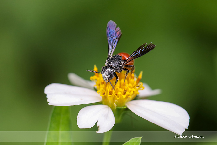 Euaspis polynesia - Singapore Geographic