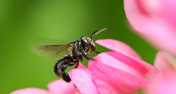 Bee - Wasp - Hornet Archives - Singapore Geographic