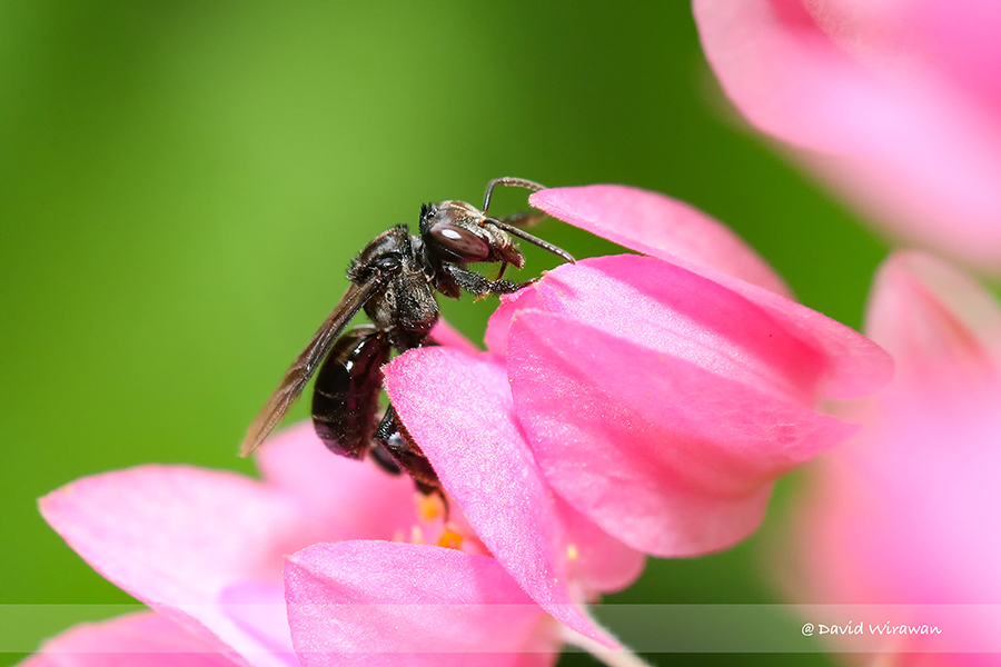 Stingless Bee - Heterotrigona Itama - Singapore Geographic