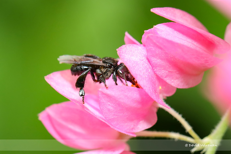 Stingless Bee - Heterotrigona Itama - Singapore Geographic