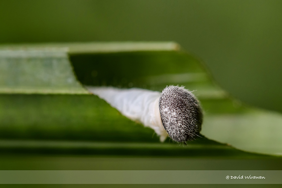 White Tipped Skipper Caterpillar - Singapore Geographic
