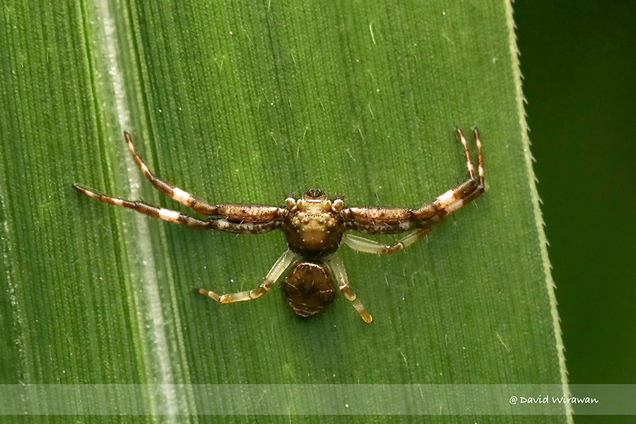 Crab Spider - Strigoplus - Singapore Geographic
