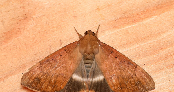 Moths of Singapore - Singapore Geographic