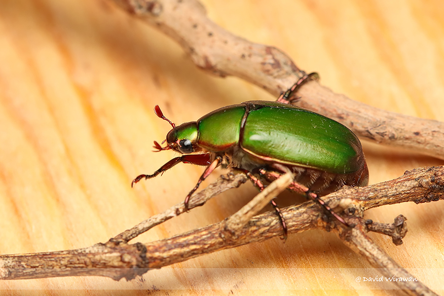 Large Green Chafer Beetle - Anomala Cupripes Beetle