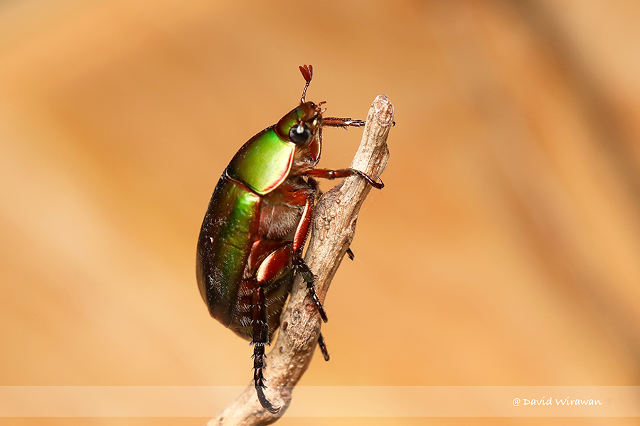 Large Green Chafer Beetle - Anomala Cupripes Beetle