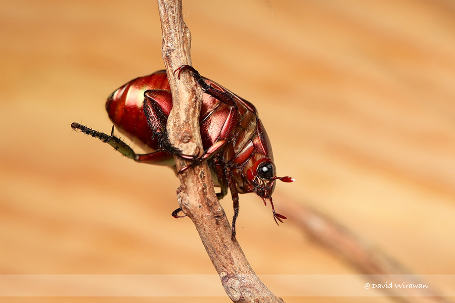 Large Green Chafer Beetle - Anomala Cupripes Beetle