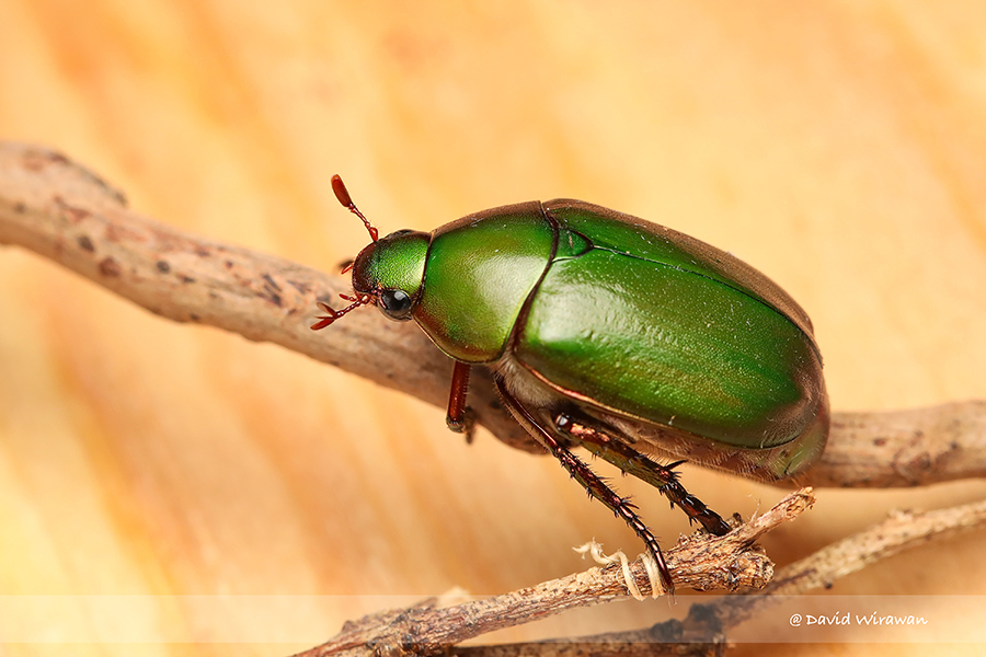 Large Green Chafer Beetle - Anomala Cupripes Beetle