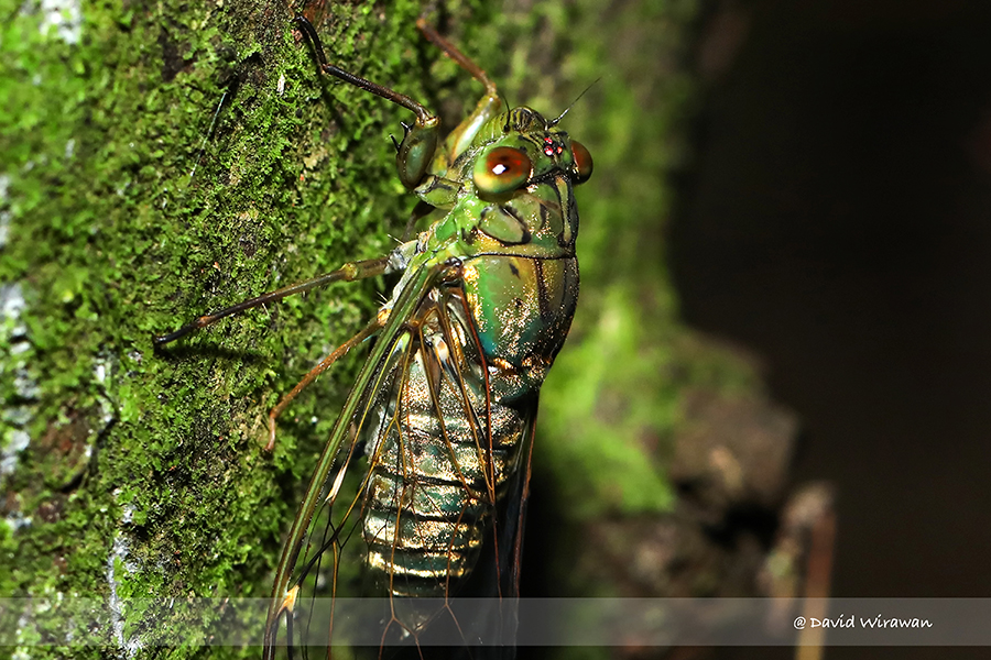 Cicada - Cosmopsaltria sp - Singapore Geographic