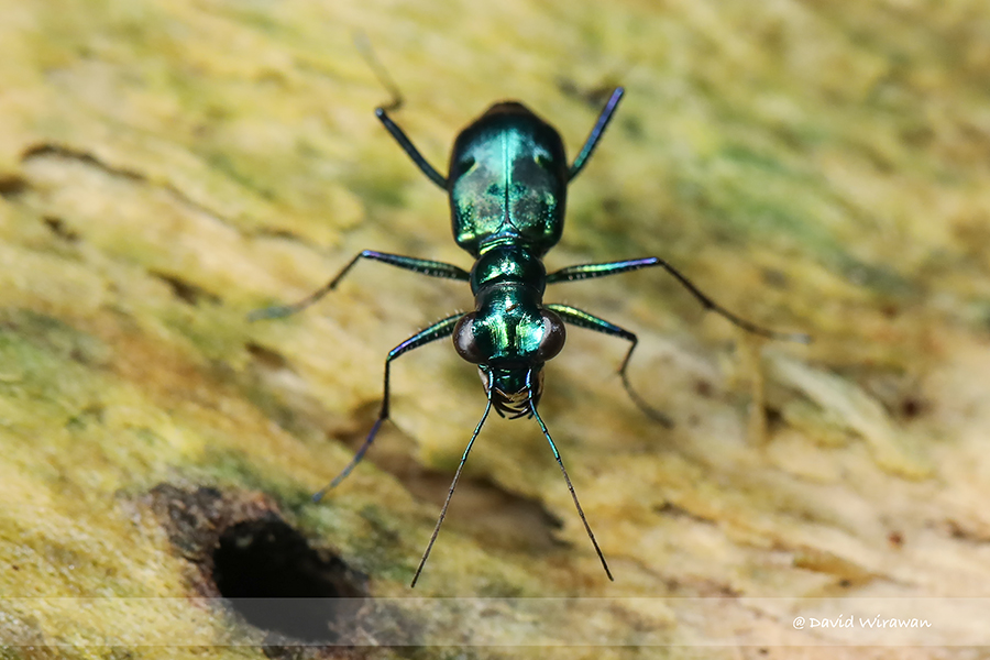 Tiger Beetle - Cylindera Versicolor - Singapore Geographic