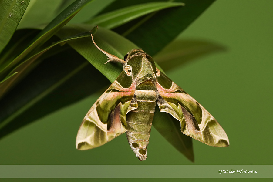 Oleander Hawk Moth - Singapore Geographic