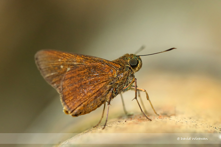 Bamboo Paintbrush Swift - Singapore Geographic