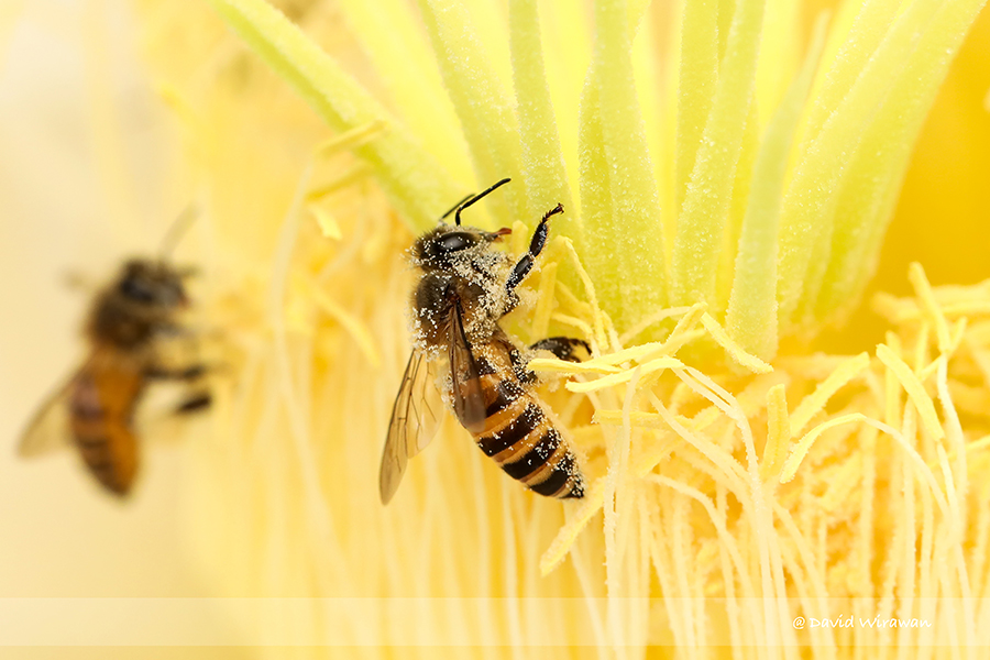 Asian Honey Bee - Apis cerana - Singapore Geographic