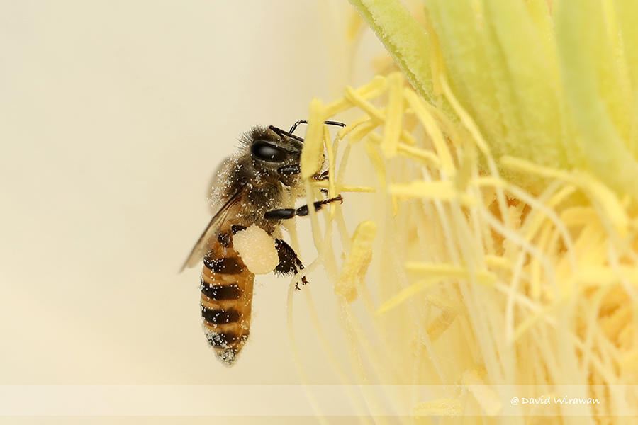 Asian Honey Bee - Apis cerana - Singapore Geographic