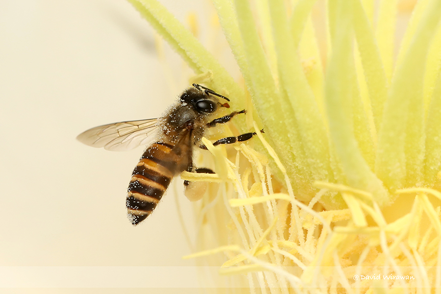Asian Honey Bee - Apis cerana - Singapore Geographic