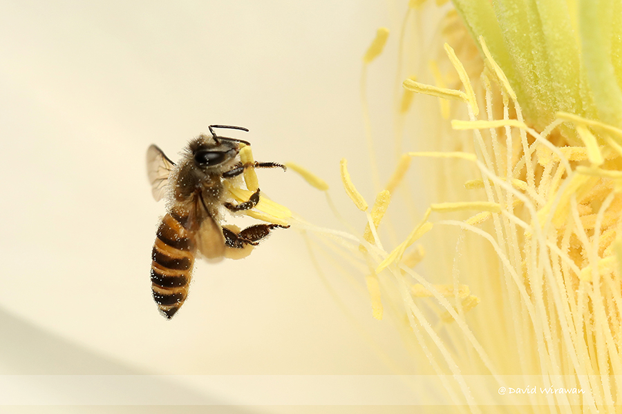 Asian Honey Bee - Apis cerana - Singapore Geographic