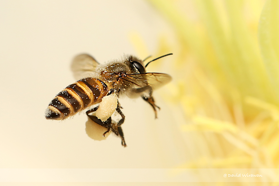 Asian Honey Bee - Apis cerana - Singapore Geographic