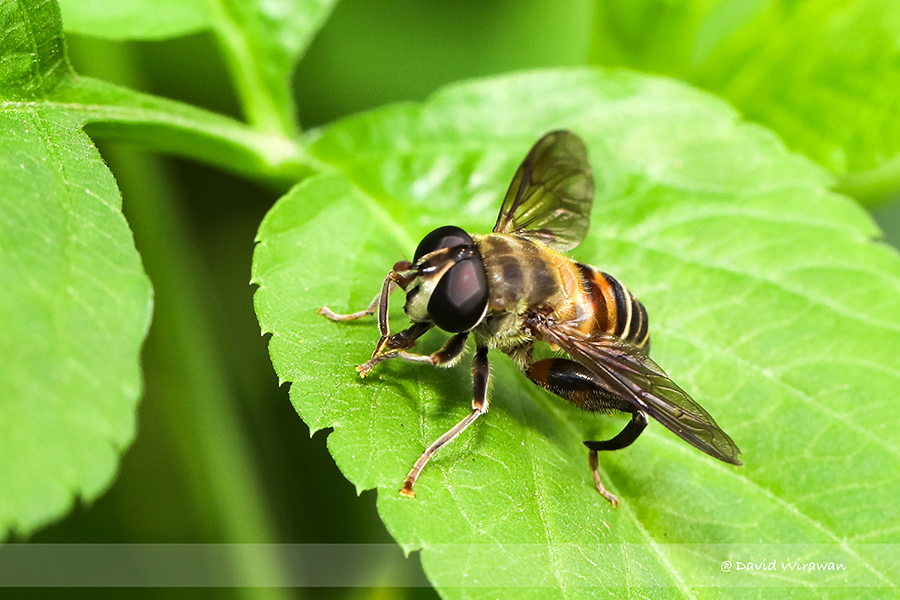 Bee-like Hoverfly - Mallota sp - Singapore Geographic