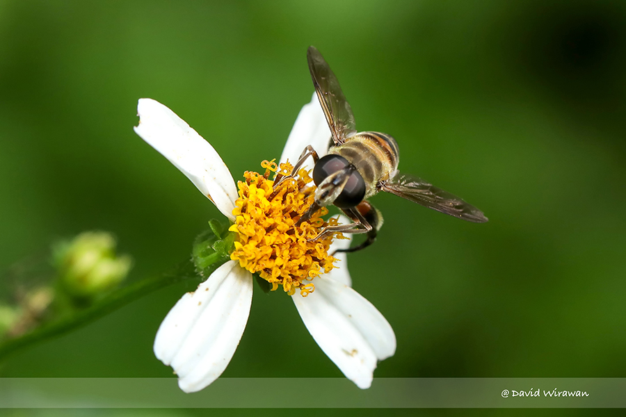Bee-like Hoverfly - Mallota sp - Singapore Geographic