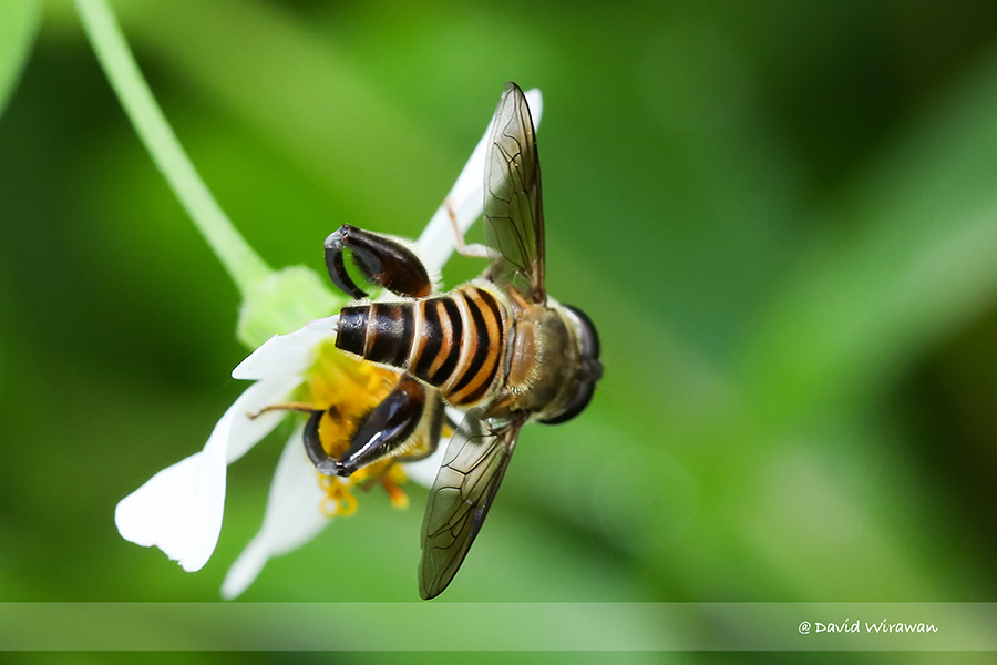 Bee-like Hoverfly - Mallota sp - Singapore Geographic