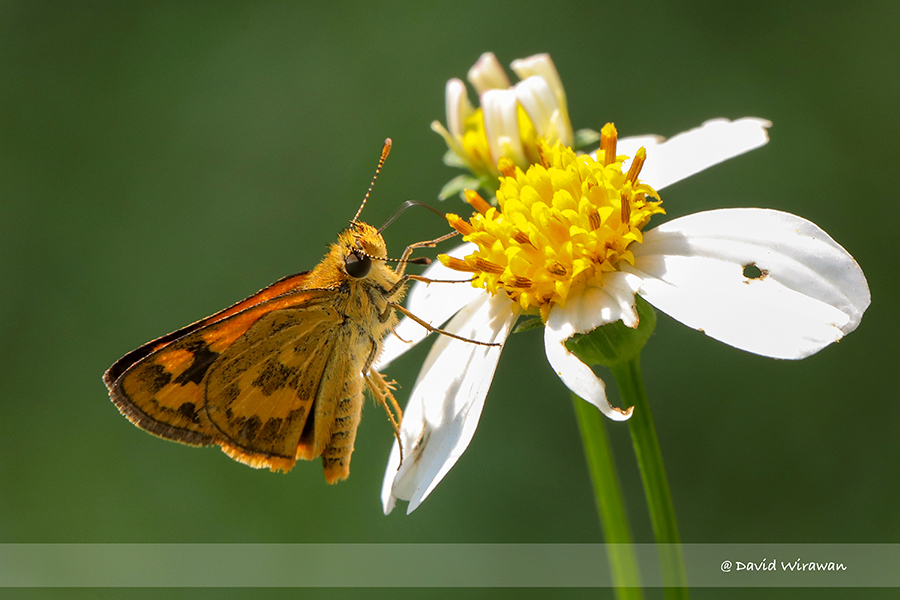 Yellow Grass Dart - Singapore Geographic
