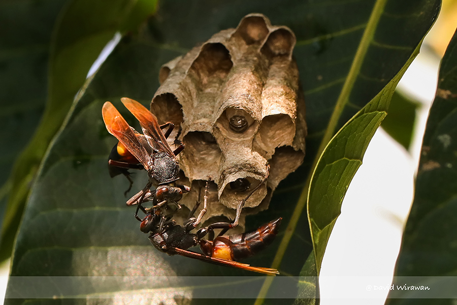 Banded Paper Wasp - Singapore Geographic