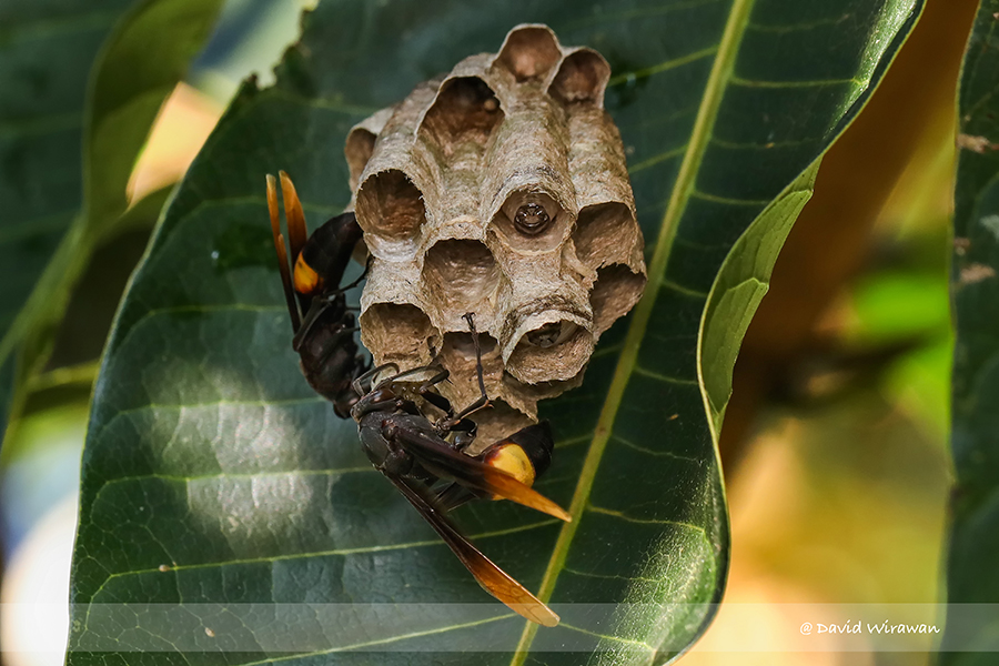 Banded Paper Wasp - Singapore Geographic