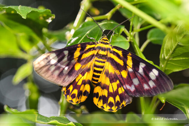 False Tiger Moth - Dysphania subrepleta - Singapore Geographic