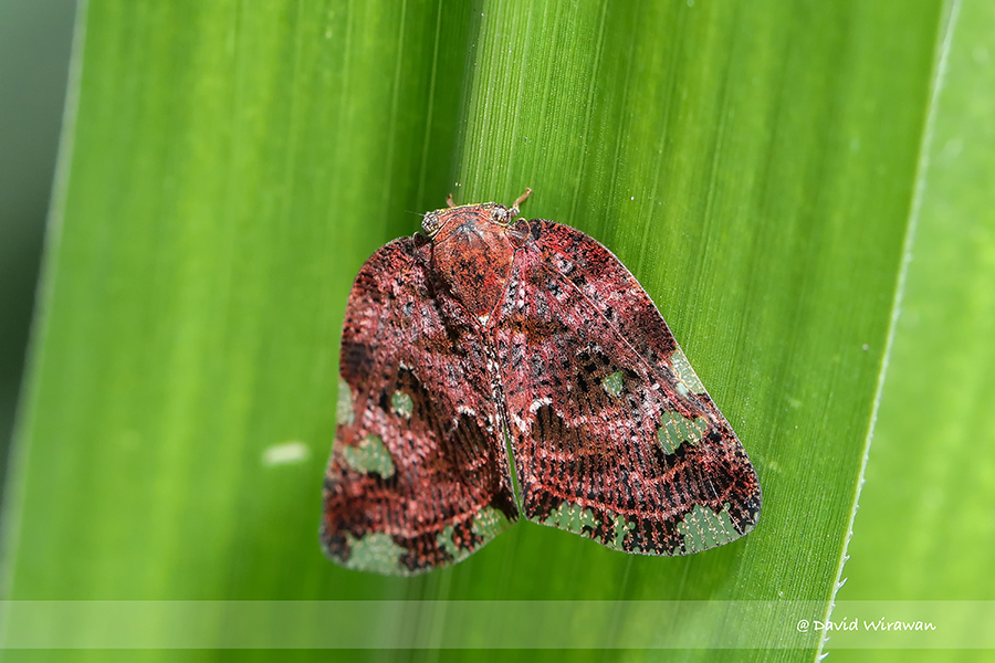 Ricania Marginalis (Ricaniid Planthopper) - Singapore Geographic