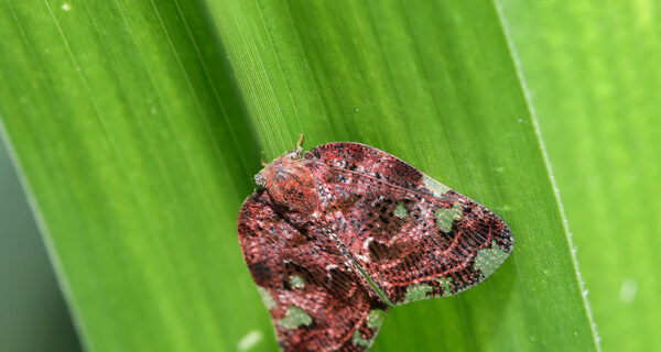 Insect Archives - Page 3 of 10 - Singapore Geographic