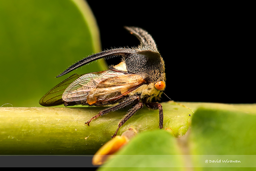 Thorn Mimic Treehopper – Leptocentrus sp - Singapore Geographic
