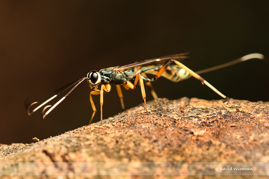 Xorides sp - Singapore Geographic