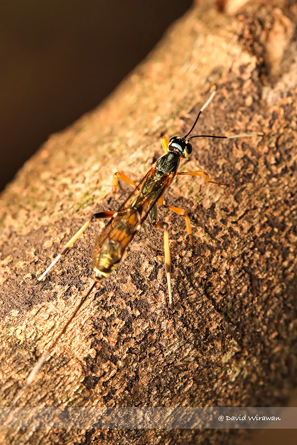 Xorides sp - Singapore Geographic