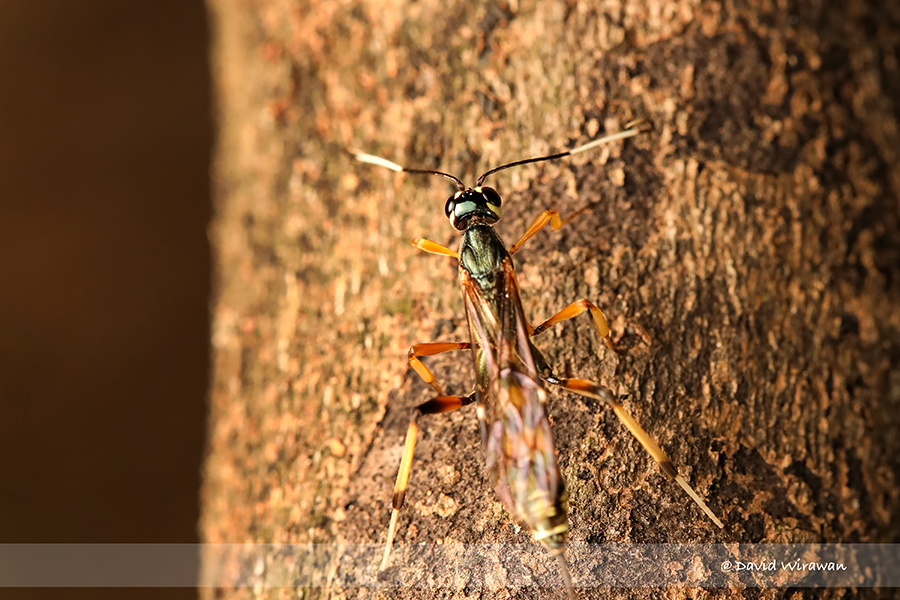Xorides sp - Singapore Geographic