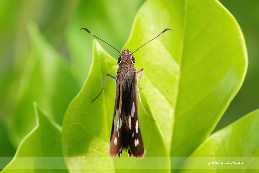 Grass Demon - Singapore Geographic