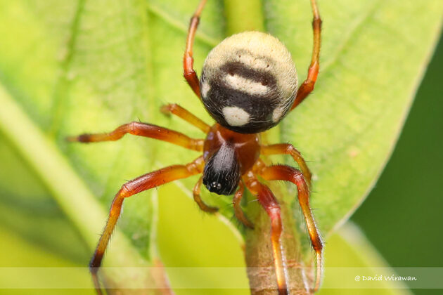 Singa Perpolita - Singapore Geographic