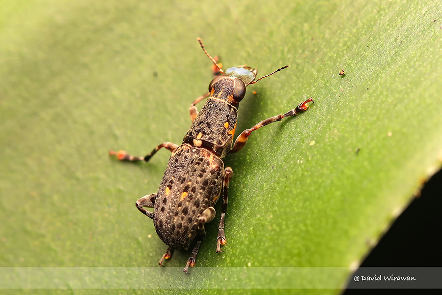 Fungus weevil - Nessiara flavosignata - Singapore Geographic