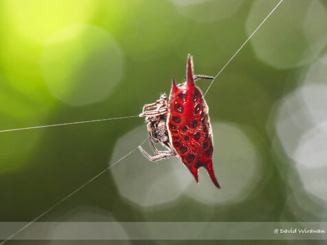 Spider of Singapore - Singapore Geographic