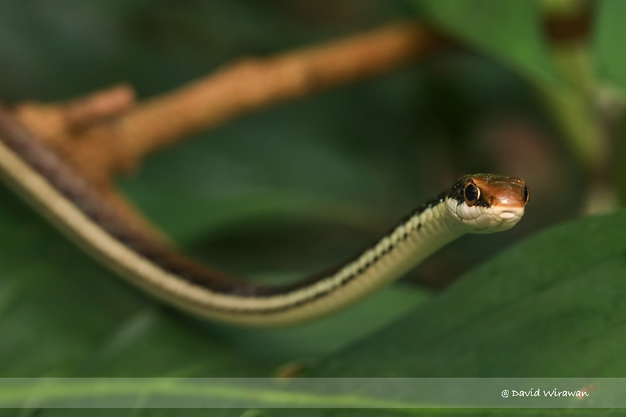 Painted Bronzeback - Singapore Geographic