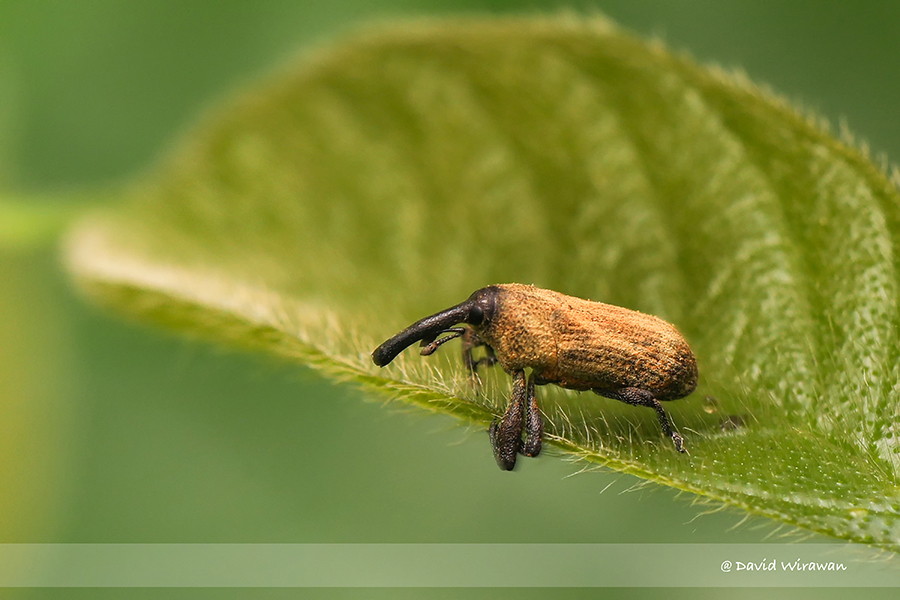 True Weevils - Snout Beetles - Singapore Geographic