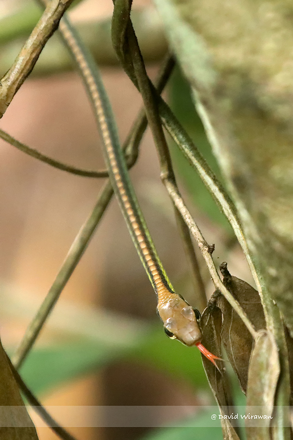Blue Bronzeback - Singapore Geographic