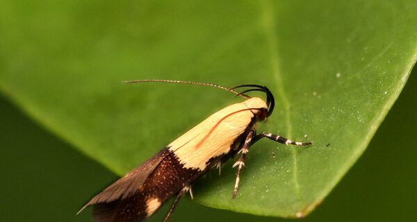 Moth of Singapore - Singapore Geographic