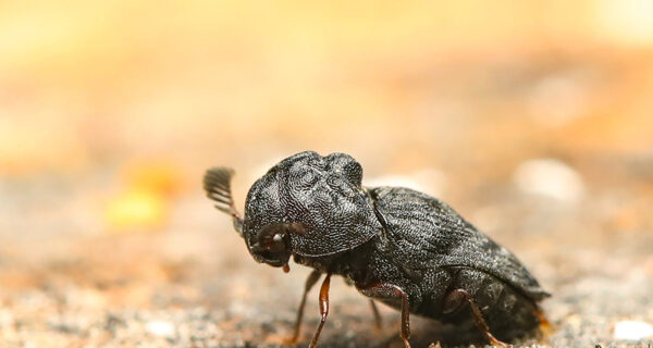 Beetle Archives - Singapore Geographic
